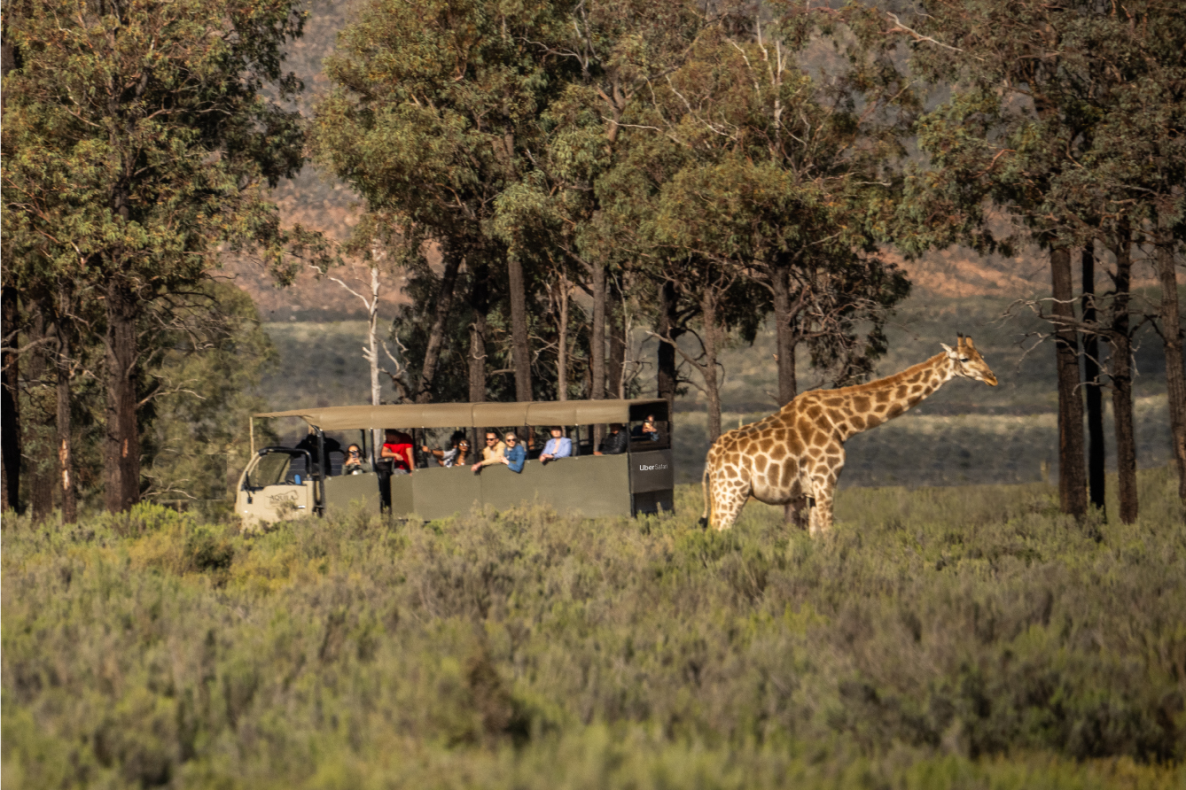 Uber Safari: Disrupting Africa’s Safari Tourism or Opening New ...